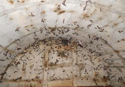 Parque Julio Enrique Mónagas - AICOMs - Puerto Rico - Base de Datos